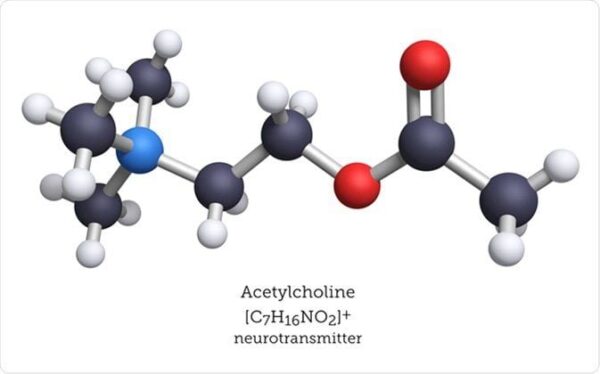 What is Acetylcholine and the Condition of Acetylcholine Deficiency in ...