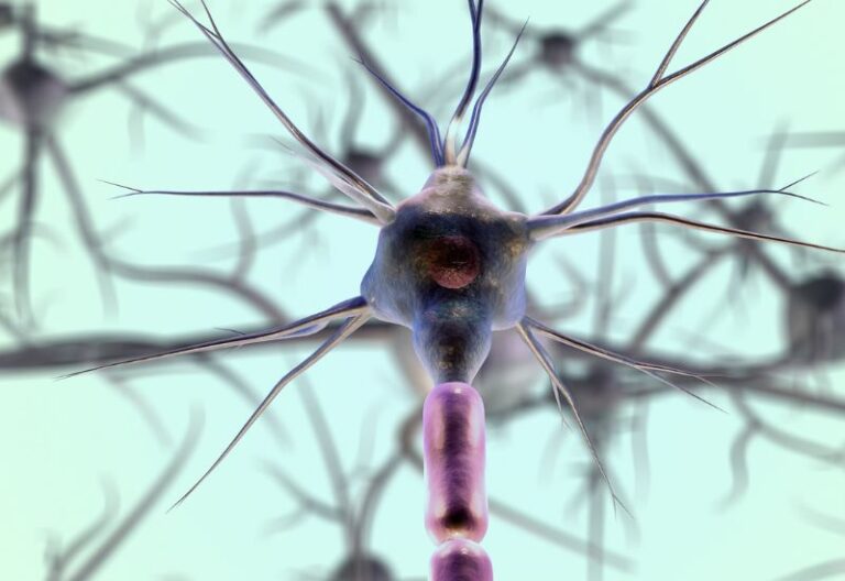 How are human nerve cells born and lost? Why doesn't it reproduce more ...
